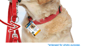 Official Pet Driver's License | Personalized Pet ID