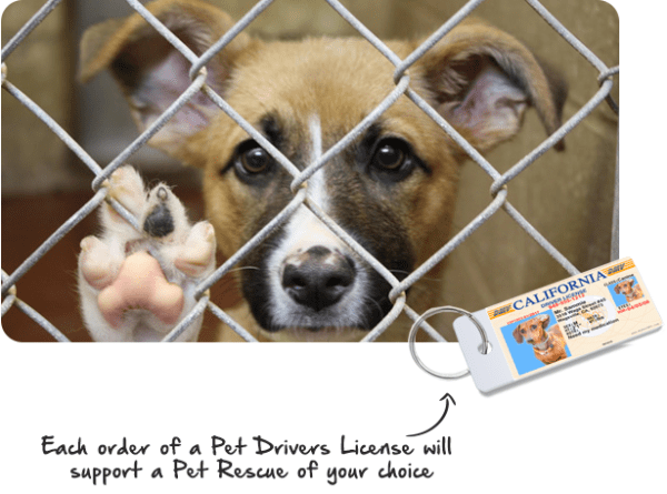 MyPetDMV Gives Back – MyPetDMV