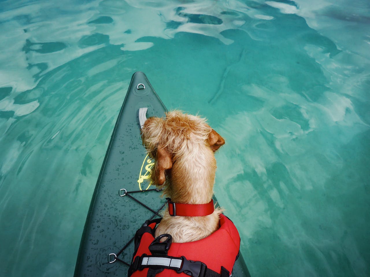 What are Different Pet Identification Methods? – MyPetDMV
