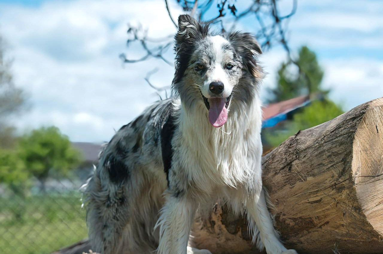 The Importance of Durable and Waterproof Pet ID Tags – MyPetDMV